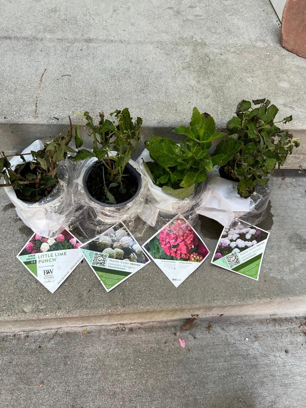 Proven Winners Multicolor Wee Bit Grumpy Bigleaf Hydrangea (Macrophylla ...