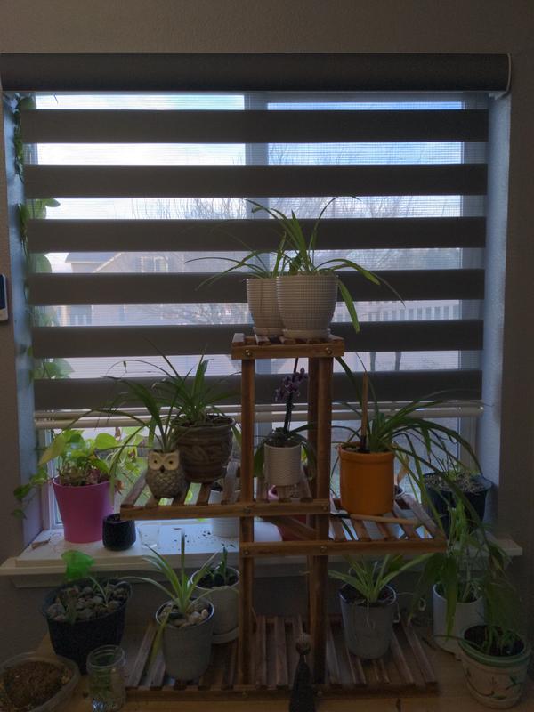 GoDear Design 23 x 65-in Vanilla Blackout Cordless Top-Down/Bottom-Up ...