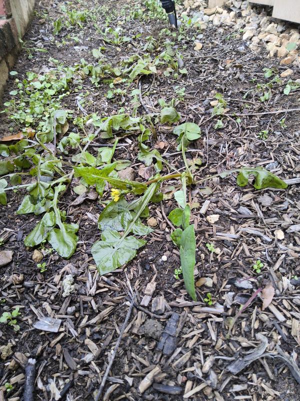 Spruce Snap and Spray 64 -fl oz Refill Weed and Grass Killer in the ...
