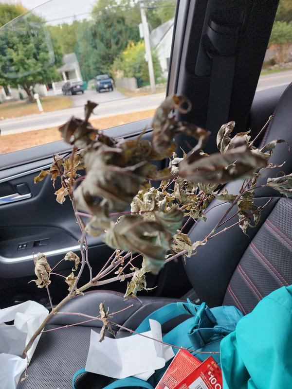 Perfect Plants 1-Gallon Feature Bloodgood Japanese Maple In Pot (With ...