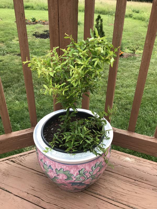 National Plant Network Red Dwarf Pomegranate House Plant in 2.5-Quart ...