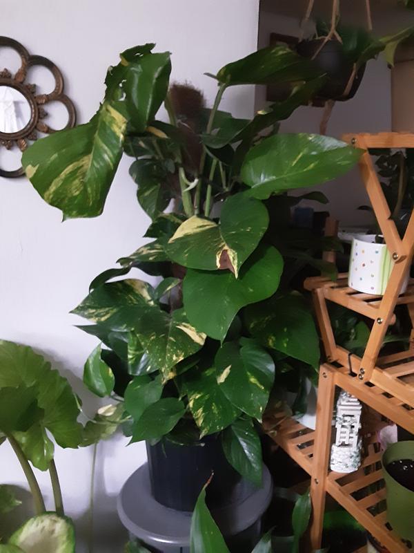 United Nursery Golden Pothos House Plant in 9.25-in Pot 72710 at Lowes.com
