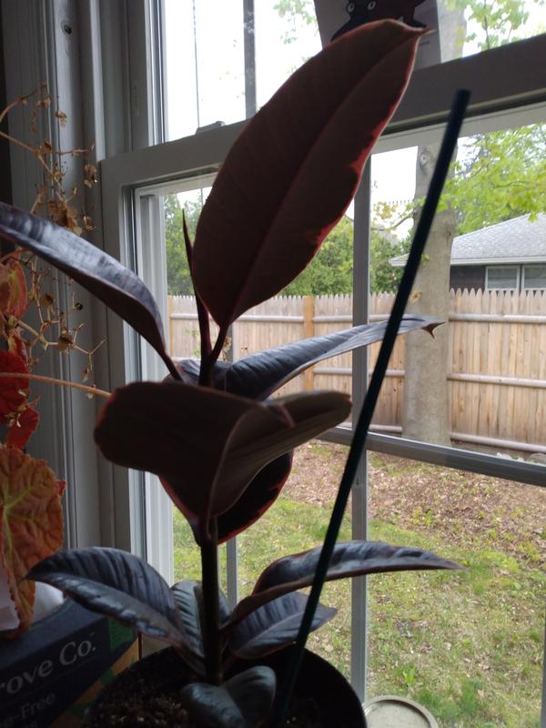 Altman Plants Ficus Ruby Rubber Tree House Plant in 6-in Pot 0873091 at ...