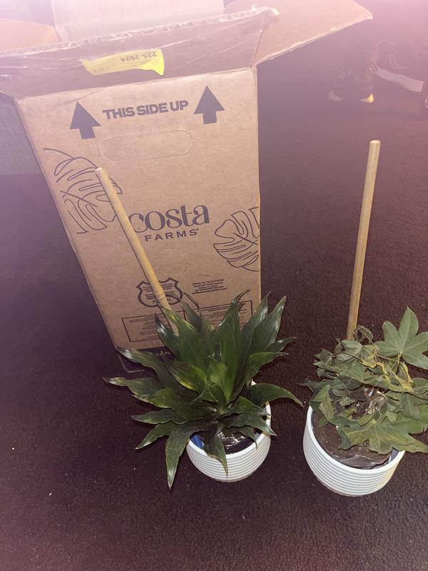 Costa Farms Grower's Choice Exotic Angels Clean Air House Plant in 3.8 ...