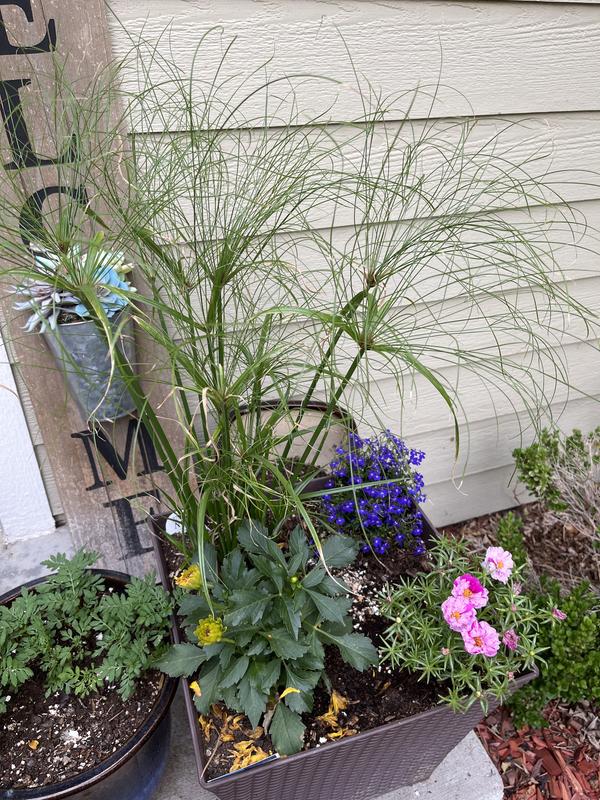 Lowe's 2.50-QT CYPERUS PRINCE TUT PW NURSERY at Lowes.com