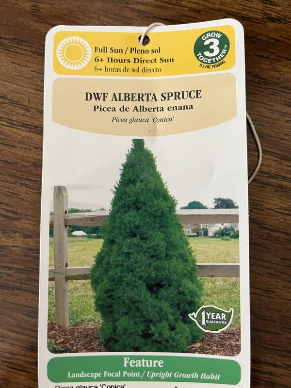 Lowe's 2.25 -Gallon Dwarf Alberta Spruce Accent Shrub 1 -Pack in the ...