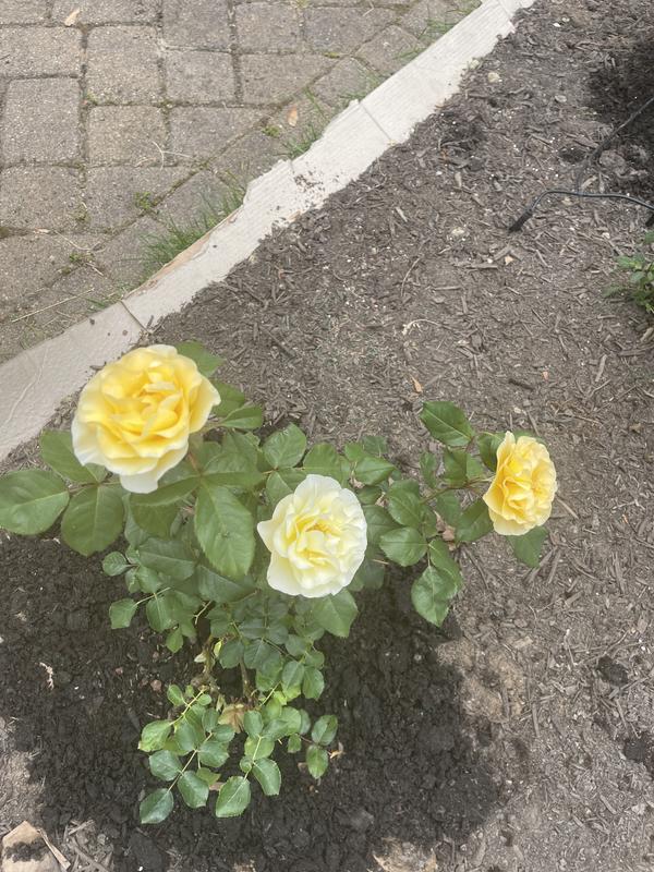Lowe's Yellow High Voltage Rose 2 -Gallon 1 -Pack in Pot in the Roses ...