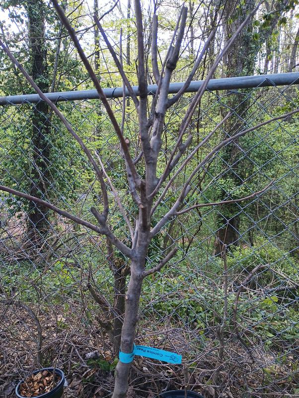 Online Orchards Comice Pear Tree - Self-Pollinating, Dessert Pear with ...