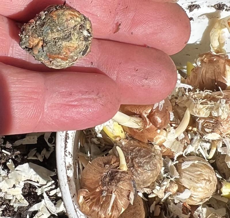 National Plant Network Multicolor Bulbs Bulbs 40 -Pack in the Plant ...