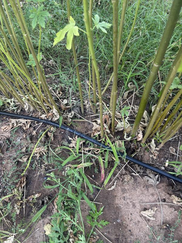 Teknor Apex SOIL SOAKER 3/8-in x 50-ft Vinyl Black Coiled Hose in the ...