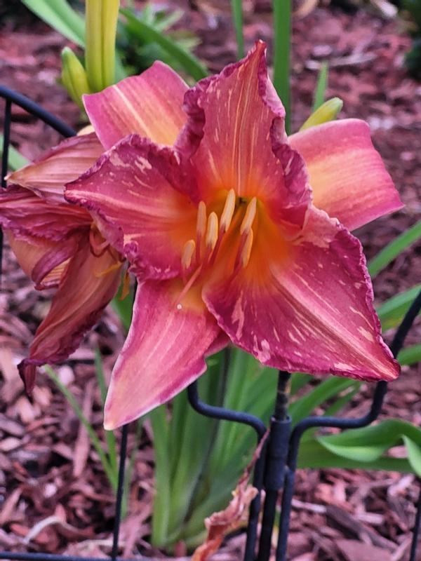 Monrovia Multicolor Monrovia Daylily Entrapment Plant in 2.5-Quart Pot ...