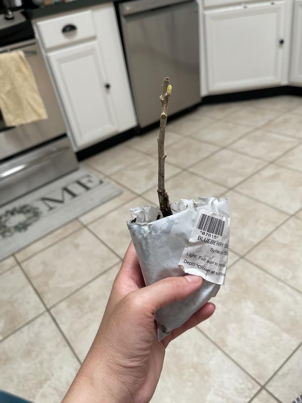 Gurney's Seed and Nursery Blueberry Smoothie Althea Blue Flowering ...