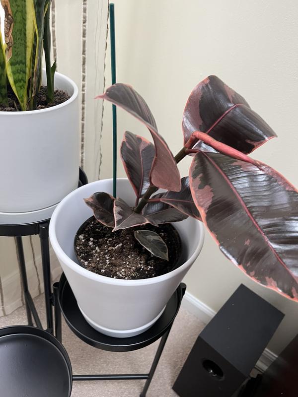 Altman Plants Ficus Ruby Rubber Tree House Plant in 6-in Pot 0873091 at ...