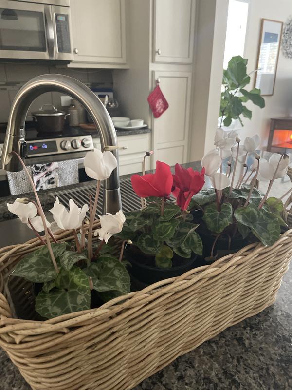 Lowe's 1.5 Pint Multicolor Cyclamen 1 -Pack - Low Maintenance in the ...