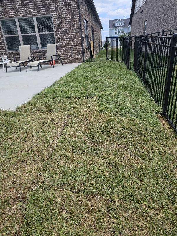 Harmony Outdoor Brands HARMONY HOME Fescue Sod Pallet - High Traffic ...