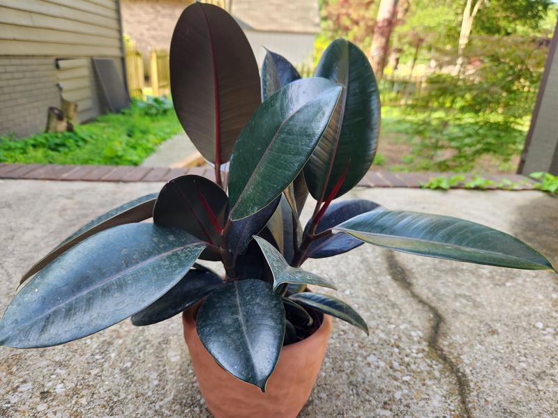 Altman Plants Ficus Ruby Rubber Tree House Plant in 6-in Pot 0873091 at ...