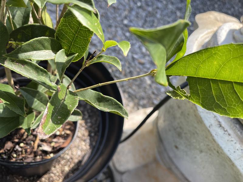 Perfect Plants White Tea Olive Flowering Shrub in 1-Gallon Pot ...
