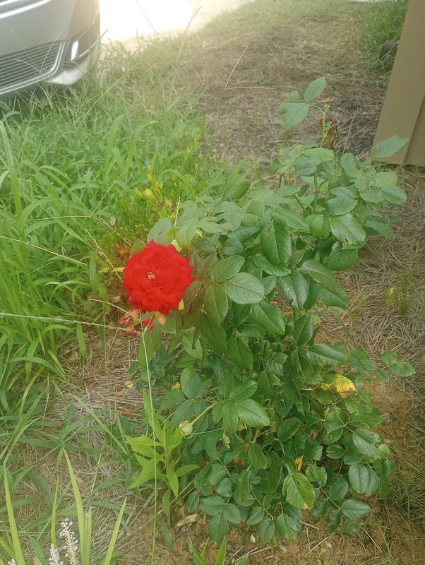 Roses 1.50-GAL ROSE STRONG HEART CSK 5228594 at Lowes.com