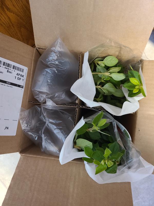 Proven Winners Orange Perfecto Mundo Orange Reblooming Azalea Flowering ...