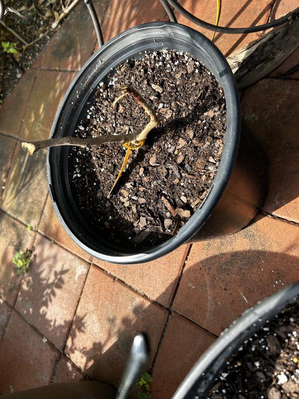 National Plant Network Pink Deja Blue Miniflora Rose 2 Pack(s) in Bare ...