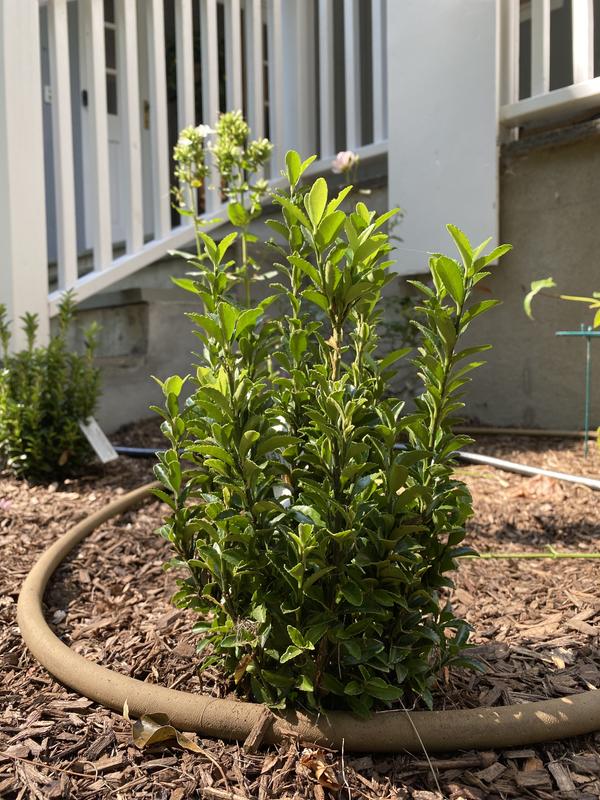 Lowe's Compact Shrubs with Pure White New Shoots - Low Maintenance ...
