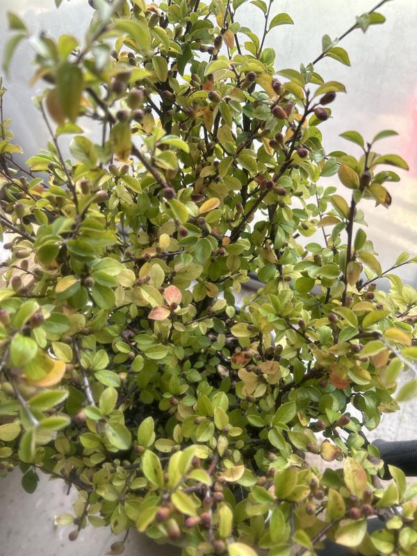 First Editions Pink Autumn Inferno Cotoneaster Accent Shrub in 2-Gallon ...