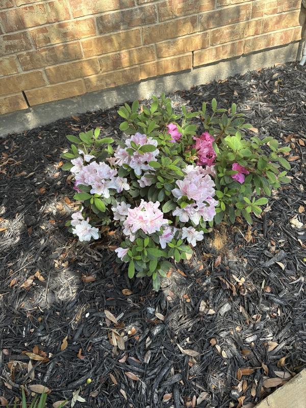 Lowe's Encore Azalea Flowering Shrub in 3 -Gallon Pot 1 -Pack with ...