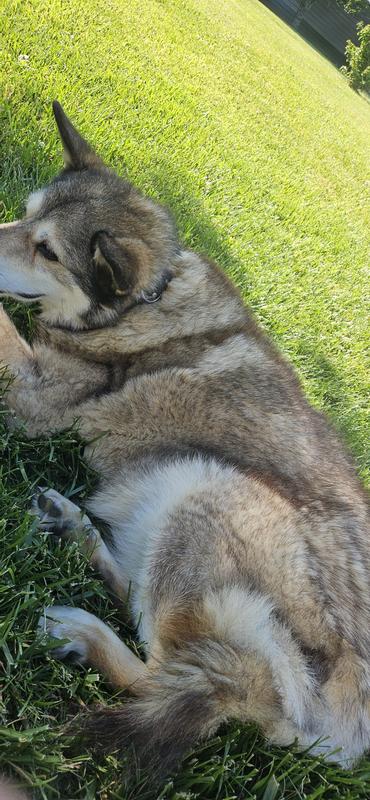 Mars Pet Care Adult steak Dog Food 20-lb in the Pet Food department at ...