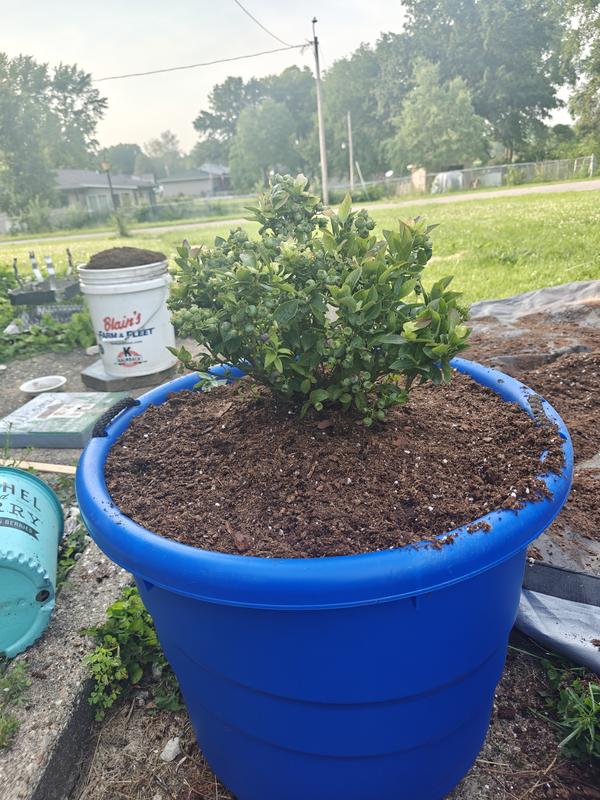 Bushel and Berry Blueberry Feature Shrub in 2 -Gallon Pot 1 -Pack in ...