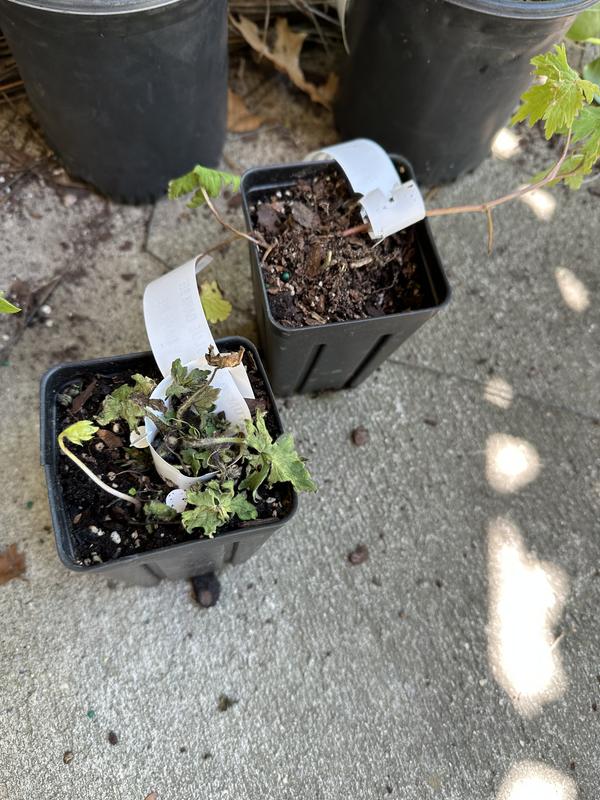 Breck's Blue Dark Bee Delphinium Plant in 4-in Pot 90156 at Lowes.com