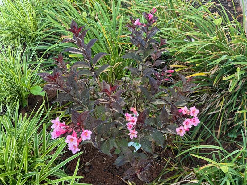 Proven Winners Pink Sonic Bloom Wine Reblooming Weigela Shrub in 1 ...
