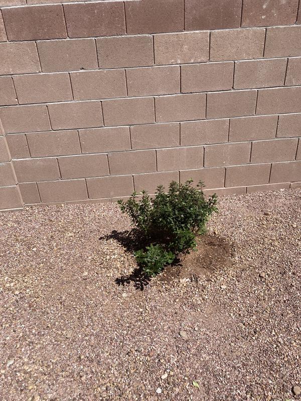 Lowe's Mixed Escallonia Flowering Shrub In Pot (With Soil) NURSERY at ...