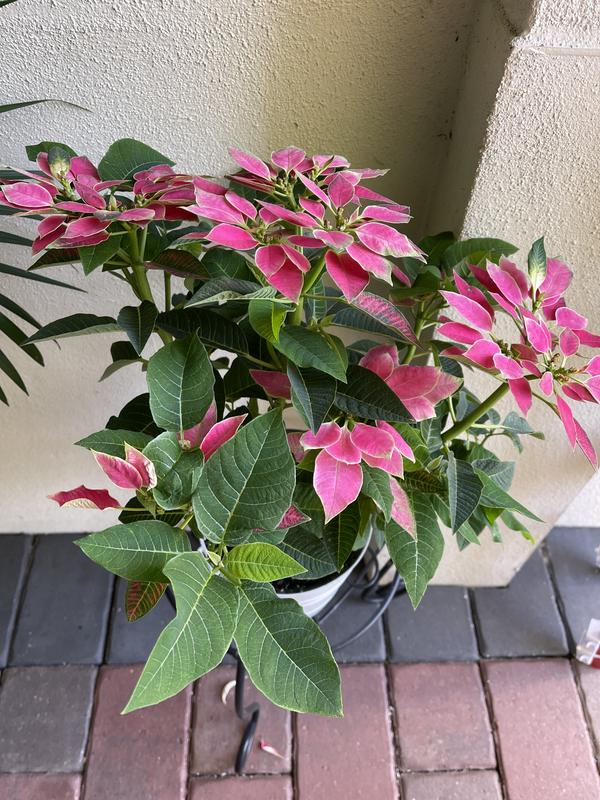 Holiday Living Pink Princettia House Plant in 2-Quart Pot 3351796 at ...