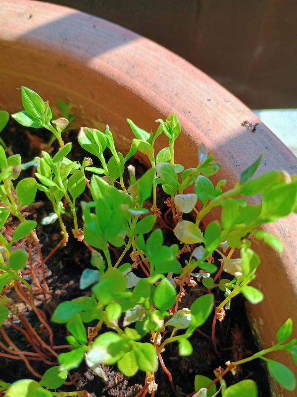 Hapi-Gro 25-Quart All-purpose Organic Potting Soil Mix 50150185 at ...