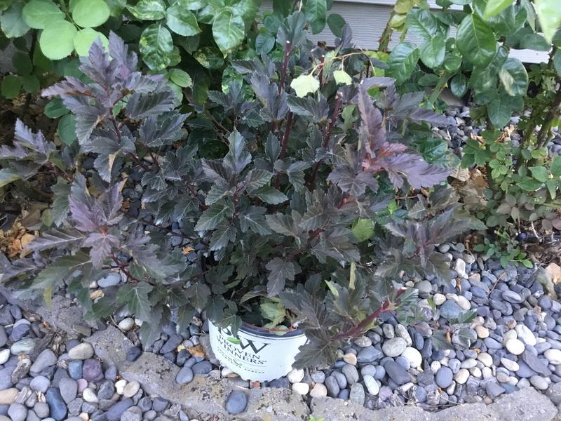 Proven Winners White Summer Wine Ninebark Flowering Shrub in 2-Gallon ...