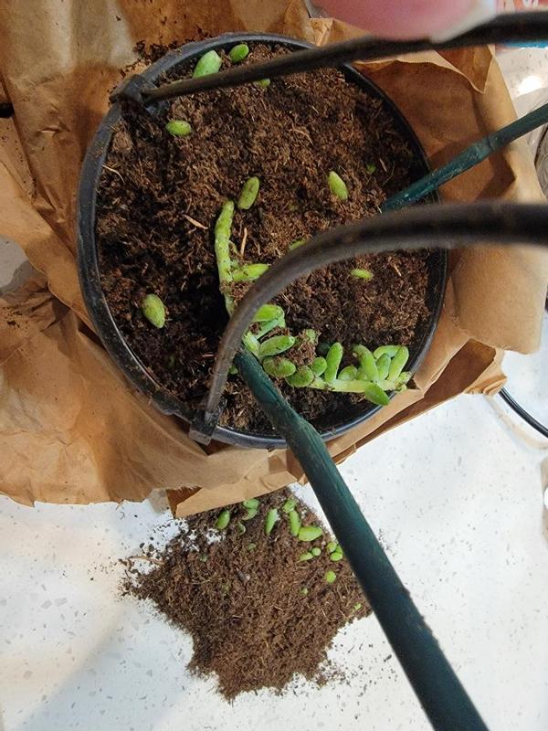 Shop Altman Plants Altman Plants Low-Maintenance Pet-Friendly 1.3-Quart ...