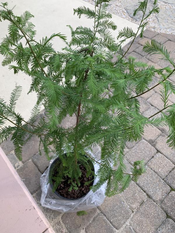 National Plant Network White Screening Bald Cypress In Pot (With Soil ...
