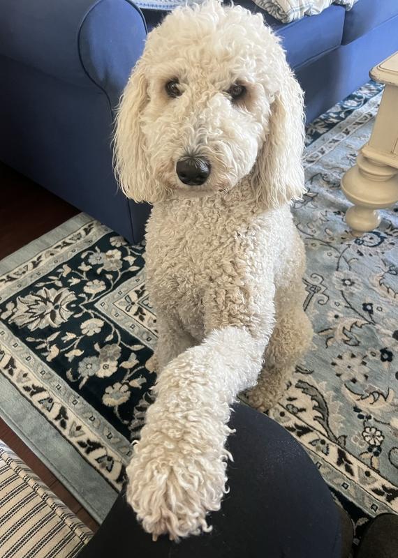 JONATHAN Y Modern Persian Palmette 8 X 10 (ft) Cream/Gray/Black Indoor ...