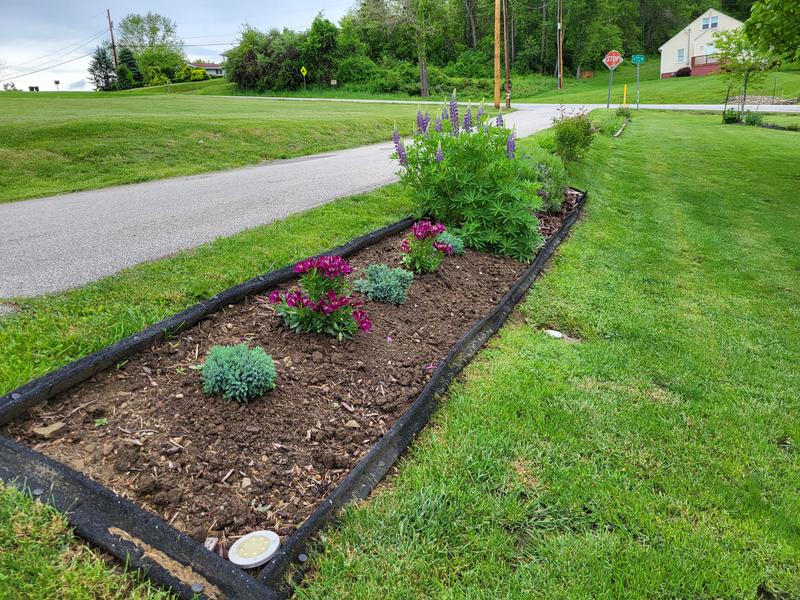 Lowe's Blue Star Juniper Foundation/Hedge Shrub in 1.00 -Gallon Pot 1.0 ...