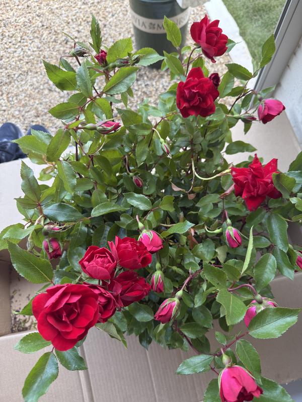 Monrovia Red Grace N' Grit Shrub Rose 1.73 -Gallon 1 -Pack in Pot in ...