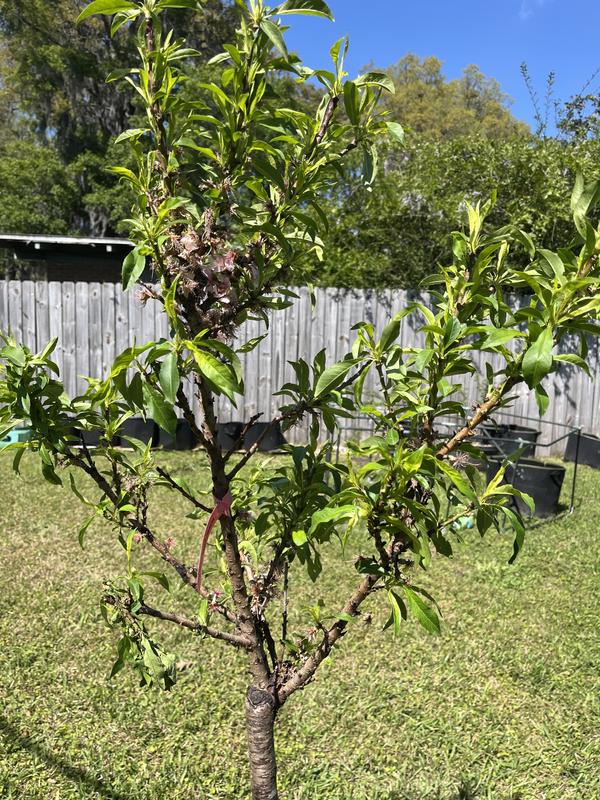 Southern Planters Pink Fruit Bonanza Peach In Pot (With Soil) PCHBNZ07G ...
