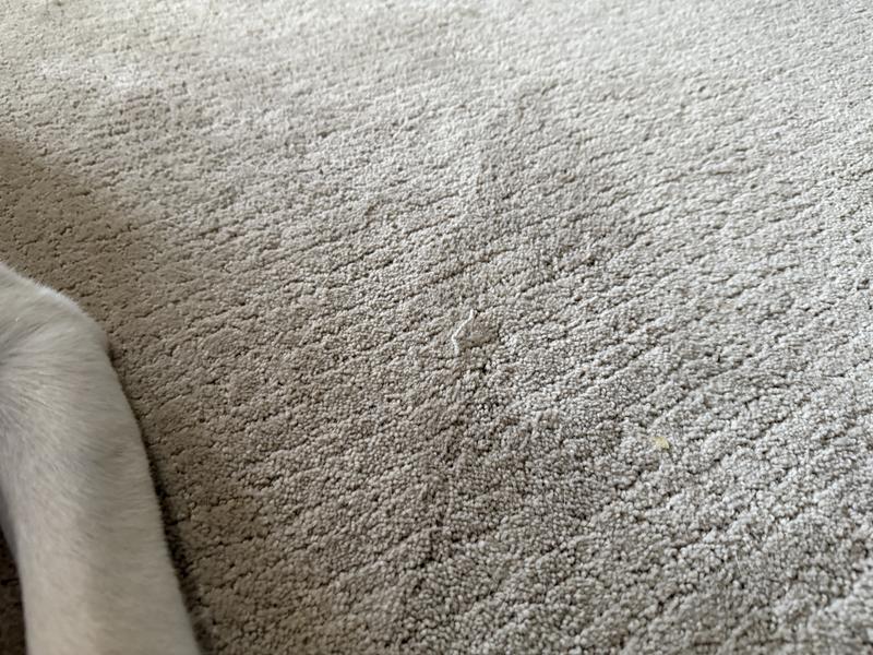 STAINMASTER PetProtect (Sample) Unconditional Rockport Gray 35.1-oz sq ...