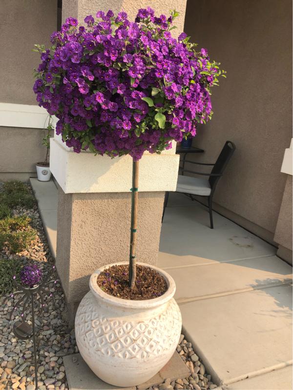 STORIED home 6.5-in W Small White Stone Indoor/Outdoor Planter DA6741 ...