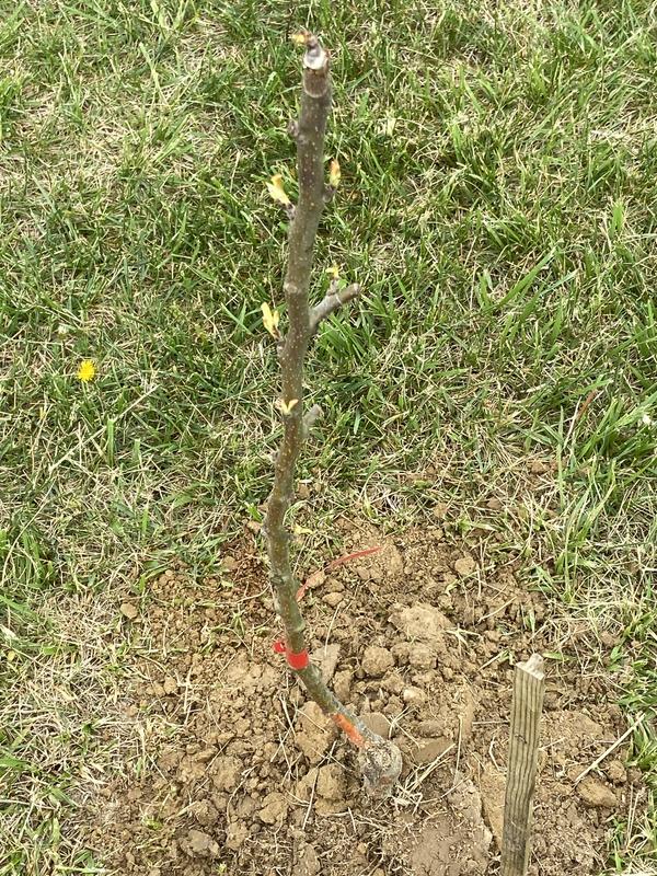 Fruit Fuji Apple Bare Root (With Soil) FTAP002 at Lowes.com