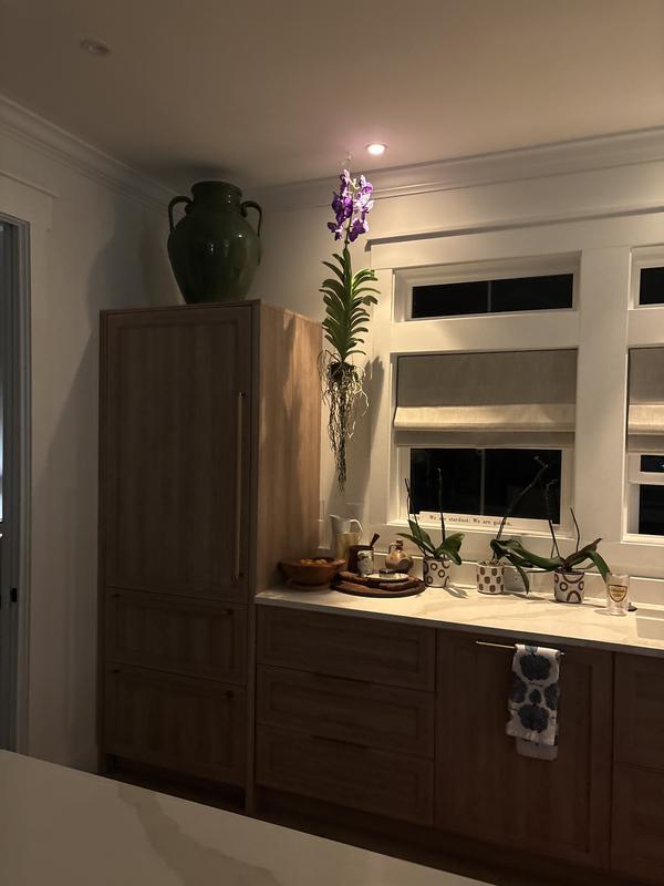 Better-Gro Mixed Color Vanda Orchid House Plant - 0.98 Quart - High ...