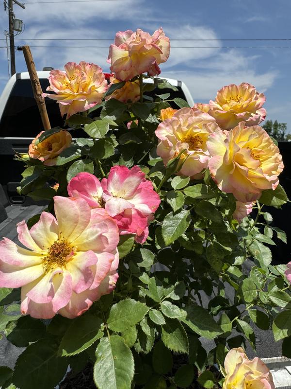 Altman Plants Multicolor True Bloom Sincerity Rose 8-Quart in Pot ...