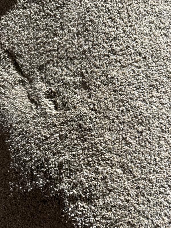 STAINMASTER Marvel I 12 Pier Brown 48.8-oz sq yard Solution-dyed ...