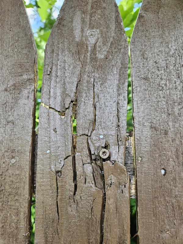 6-ft x 8-ft Spruce Stockade Privacy Stockade Fence Panel in the Wood ...