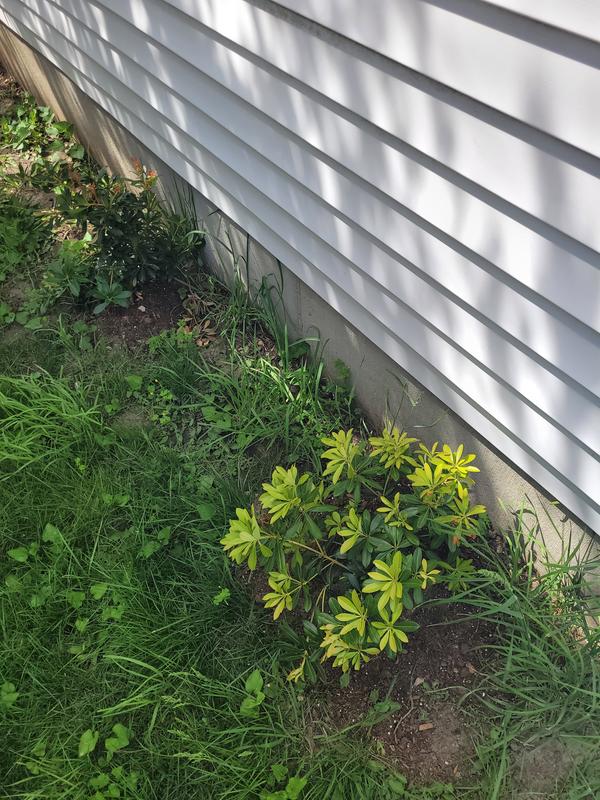Southern Living Plant Collection White Mountain Snow Pieris Flowering ...