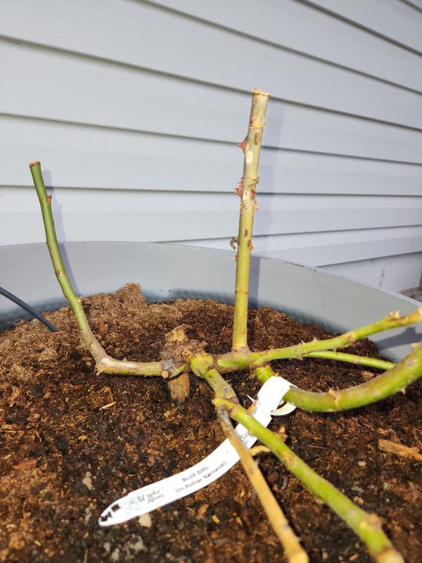 Spring Hill Nurseries Blue Girl Hybrid Tea Rose 1 Pack in Bare Root ...